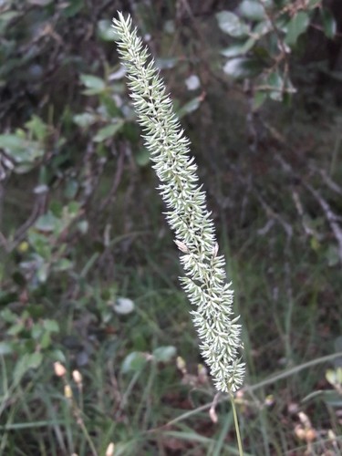 Steppen-lieschgras (Phleum phleoides) - PictureThis