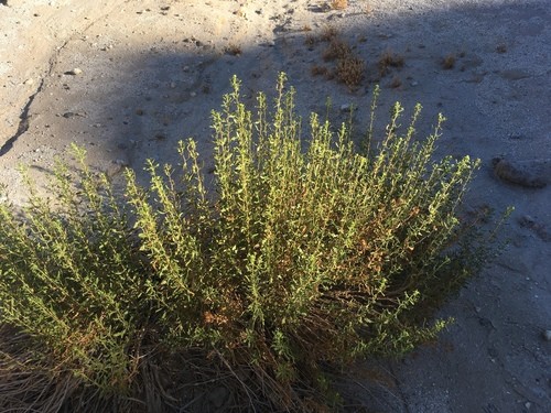 Isocoma acradenia var. eremophila - PictureThis