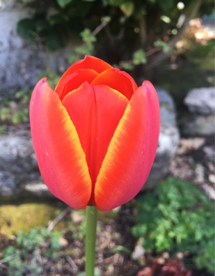 Tulipa 'Ad Rem' - PictureThis