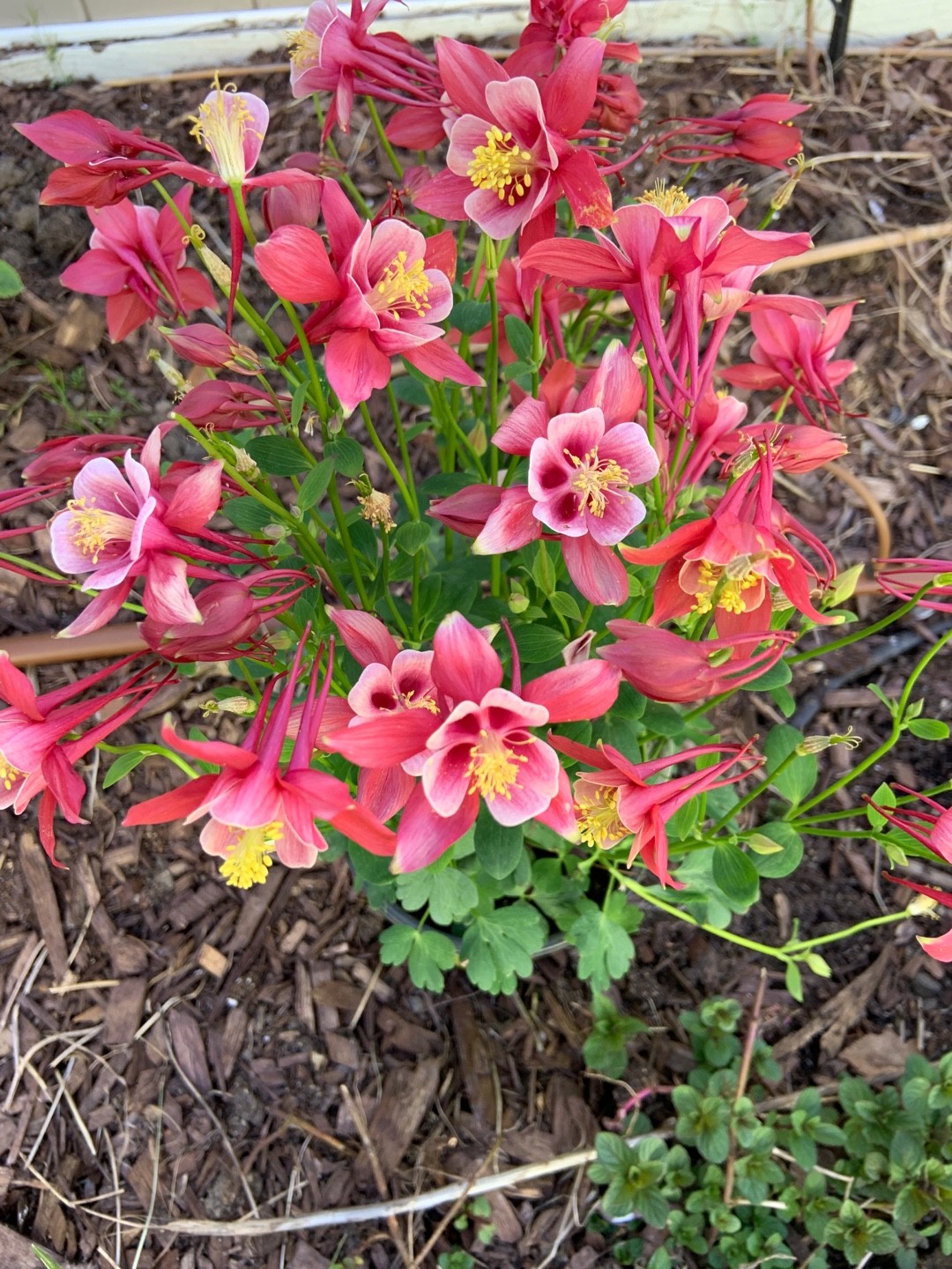 Aquilegia Songbird 'Cardinal' (Aquilegia Songbird 'Cardinal') - PictureThis
