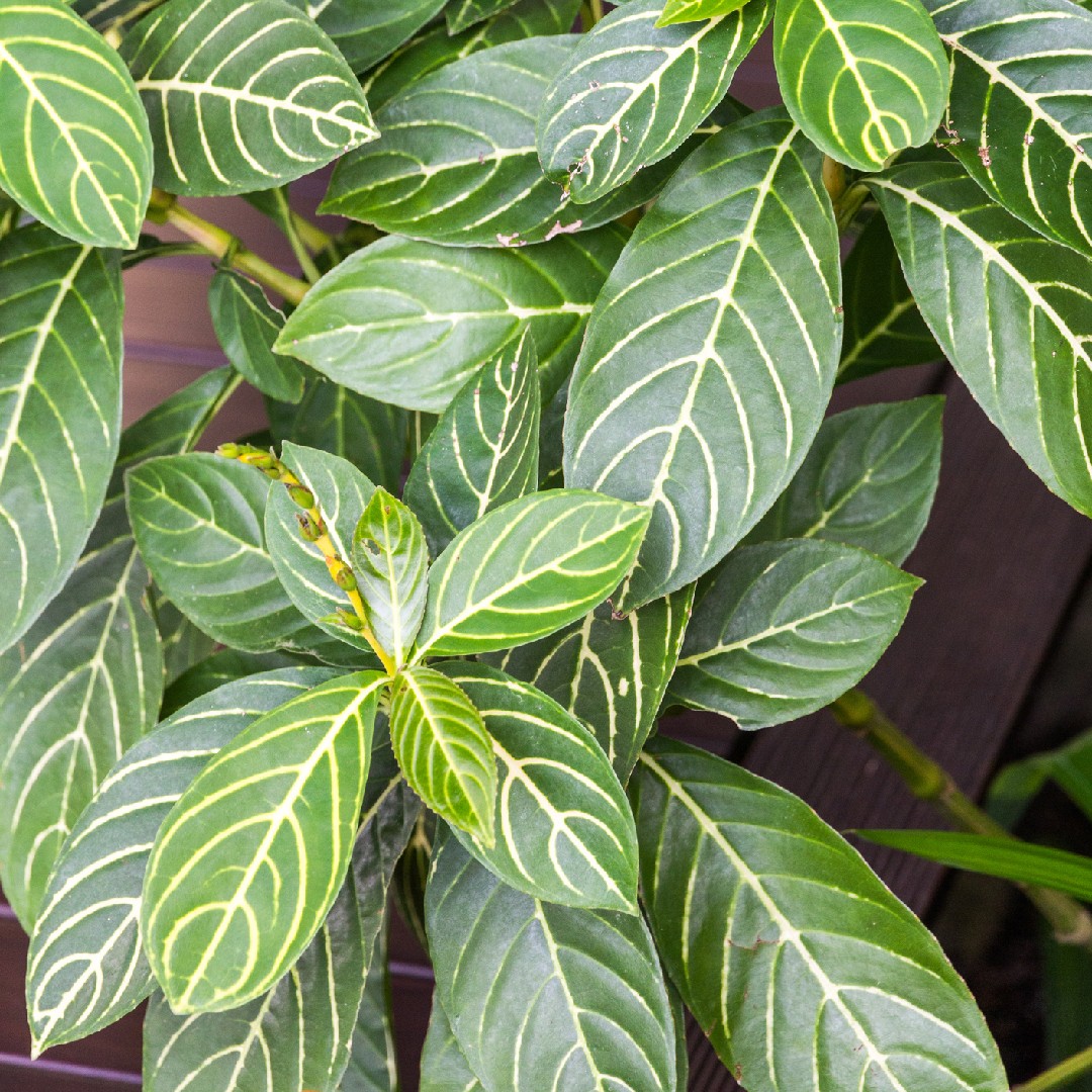 PictureThis - Sanchezia speciosa