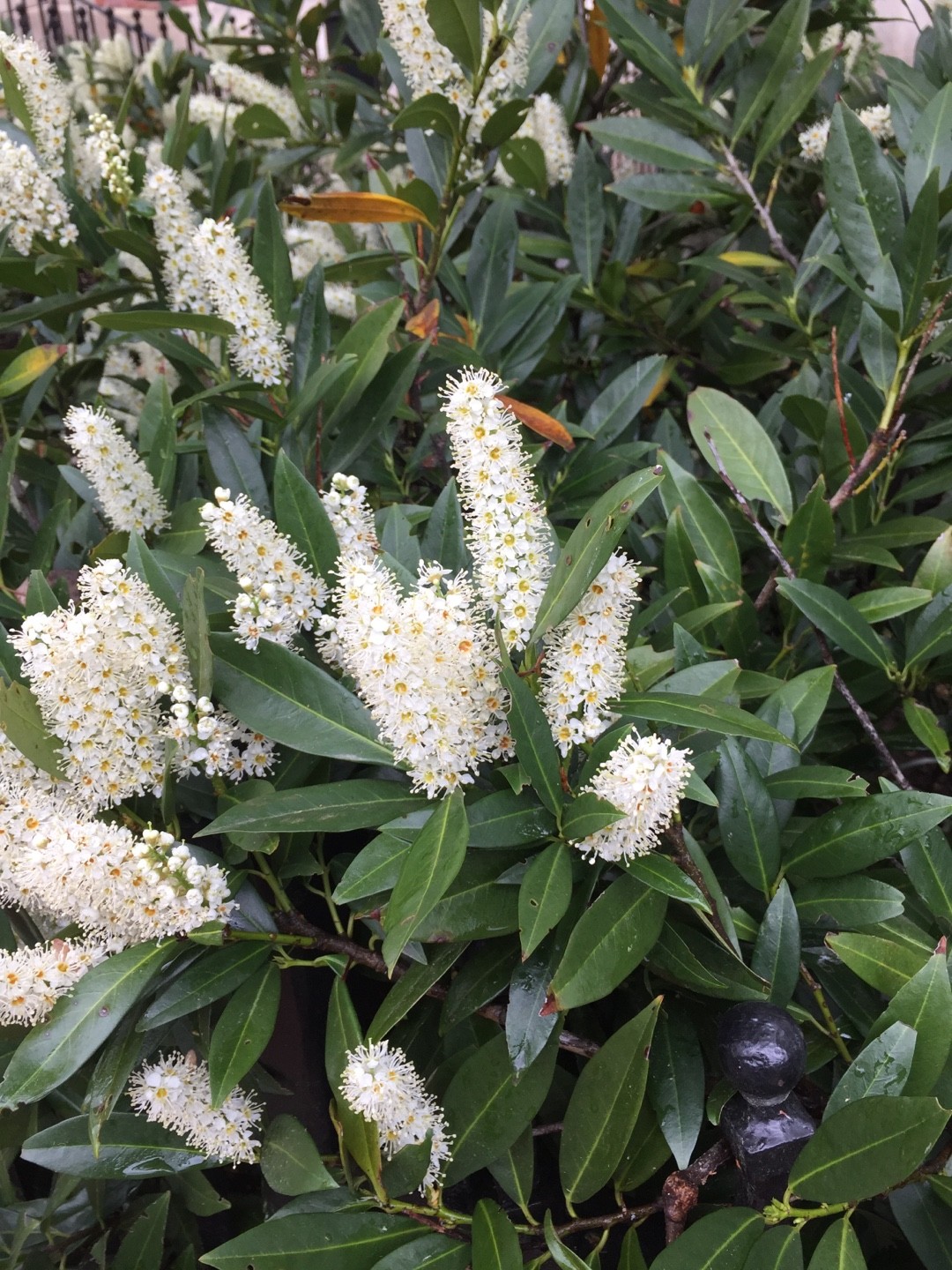 Prunus laurocerasus 'Otto Luyken' (Prunus laurocerasus 'Otto Luyken ...