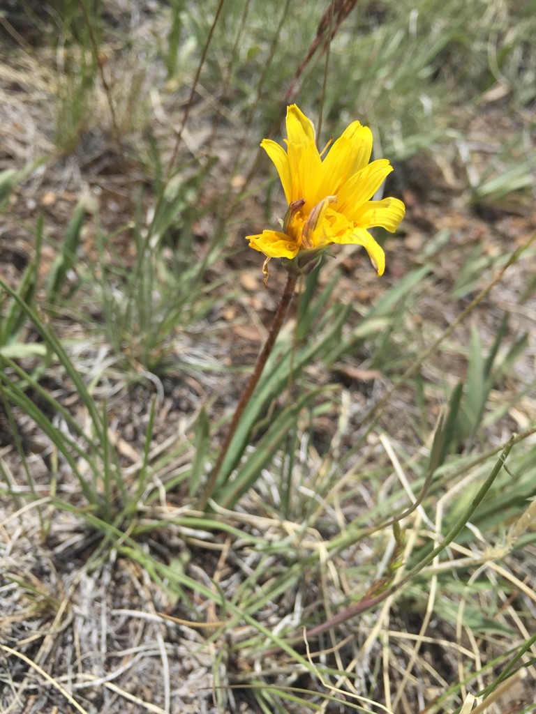 Agoseris parviflora (Agoseris parviflora) - Picturethis