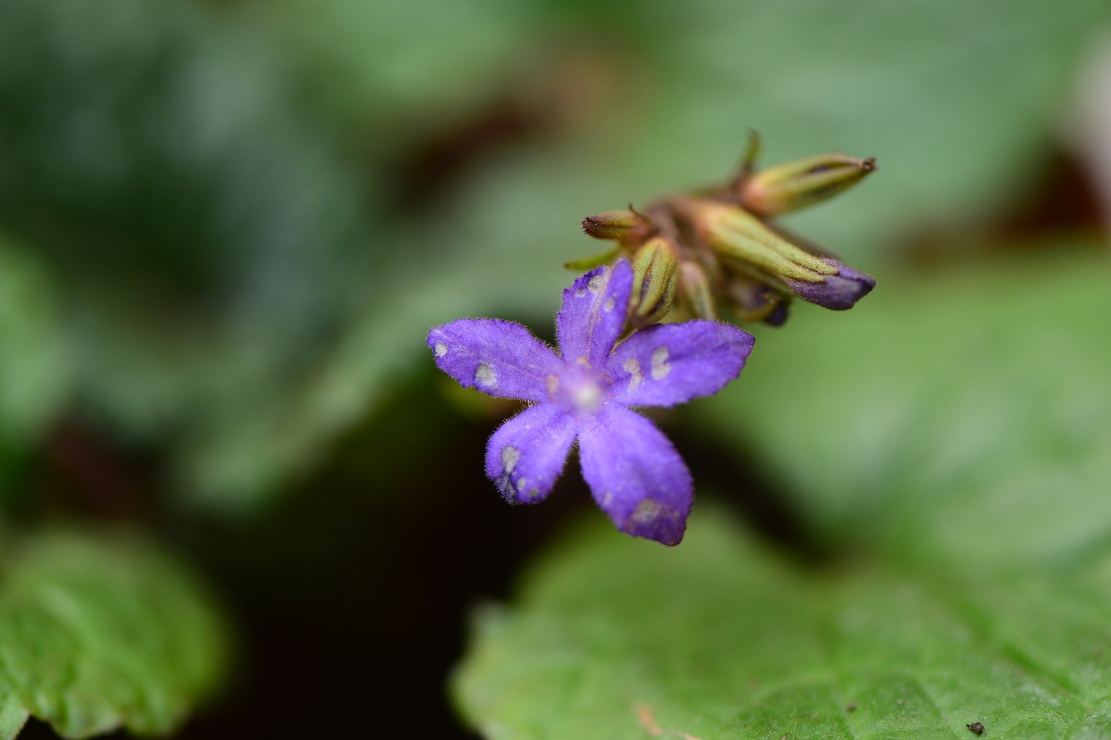 Primulina tabacum - PictureThis