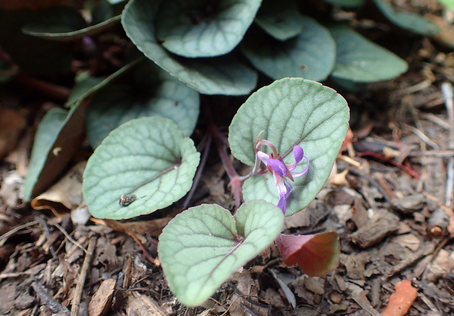 Viola walteri - PictureThis