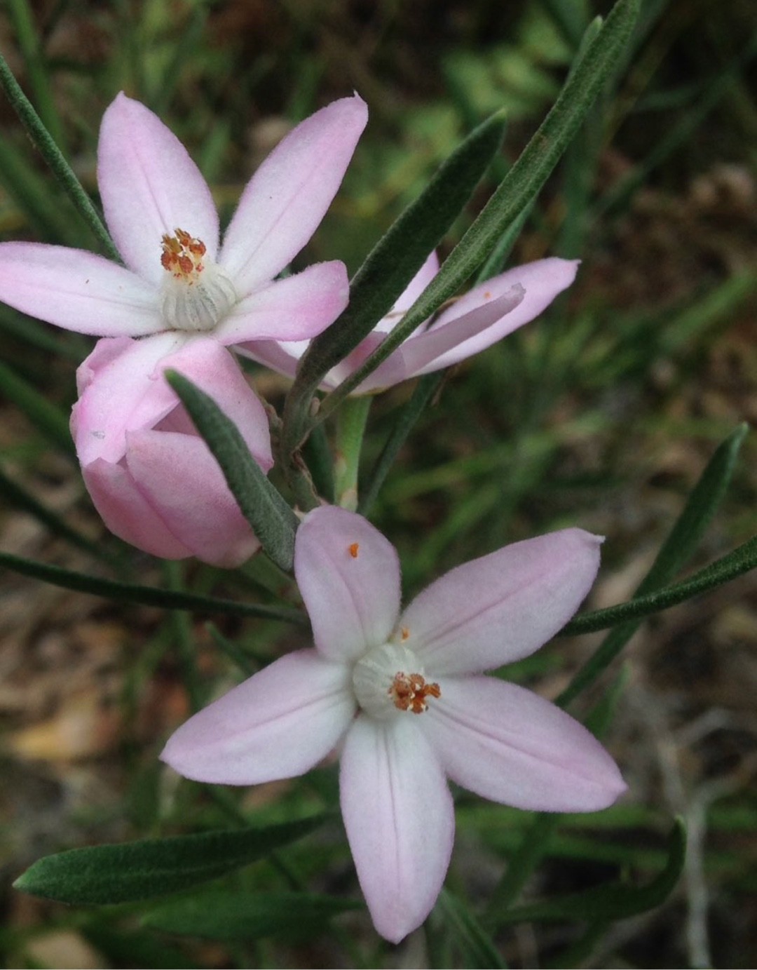 Caladenia - PictureThis