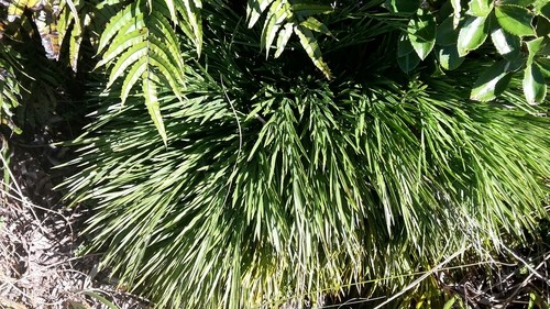 Aciphylla (Aciphylla) - PictureThis