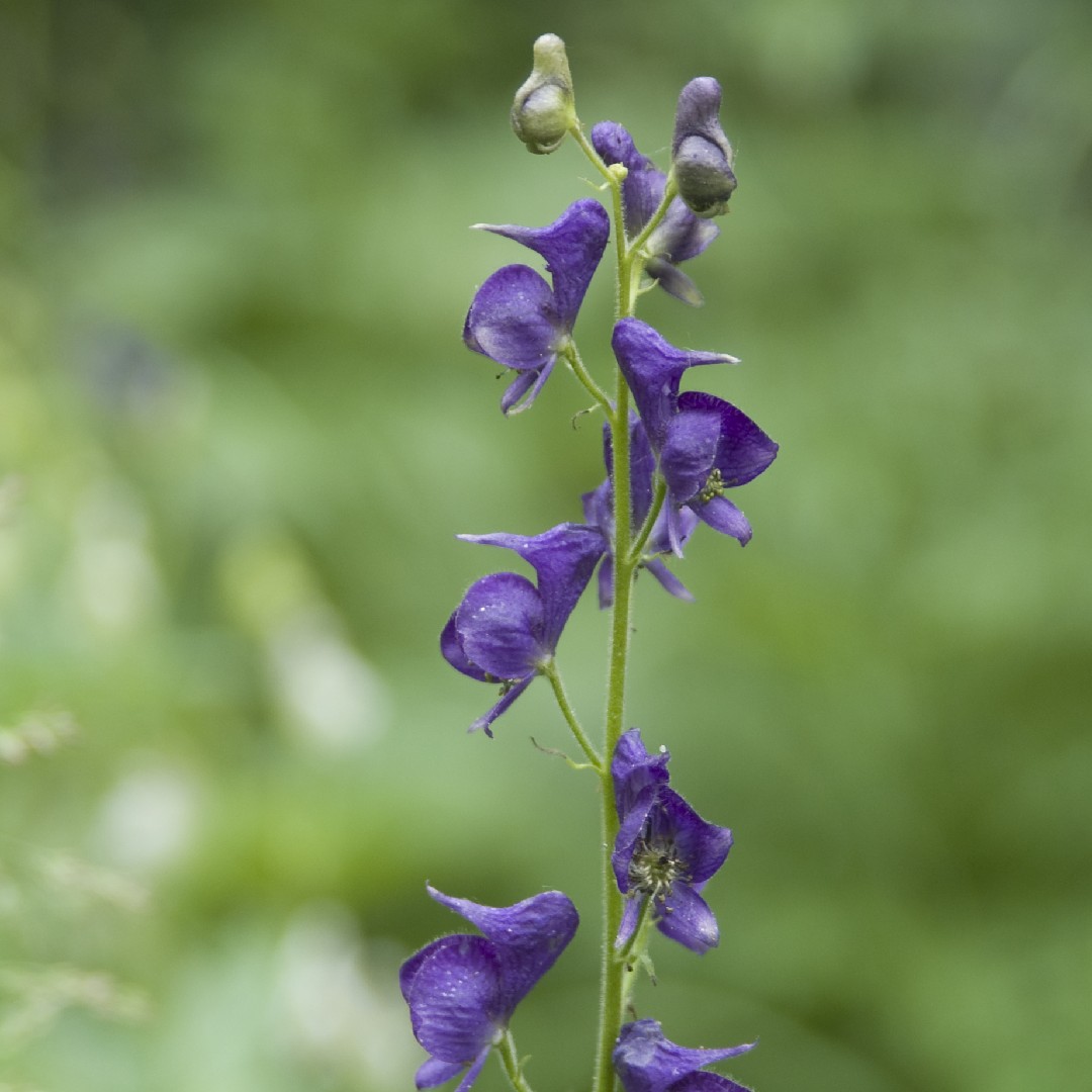 Aconitum (Aconitum) - Picturethis