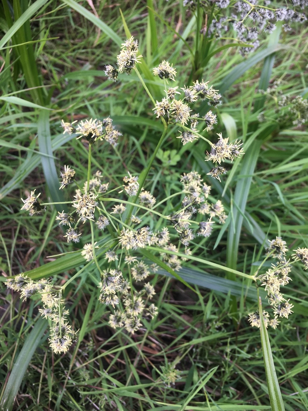 Panicled bulrush (Scirpus microcarpus) Flower, Leaf, Uses - PictureThis