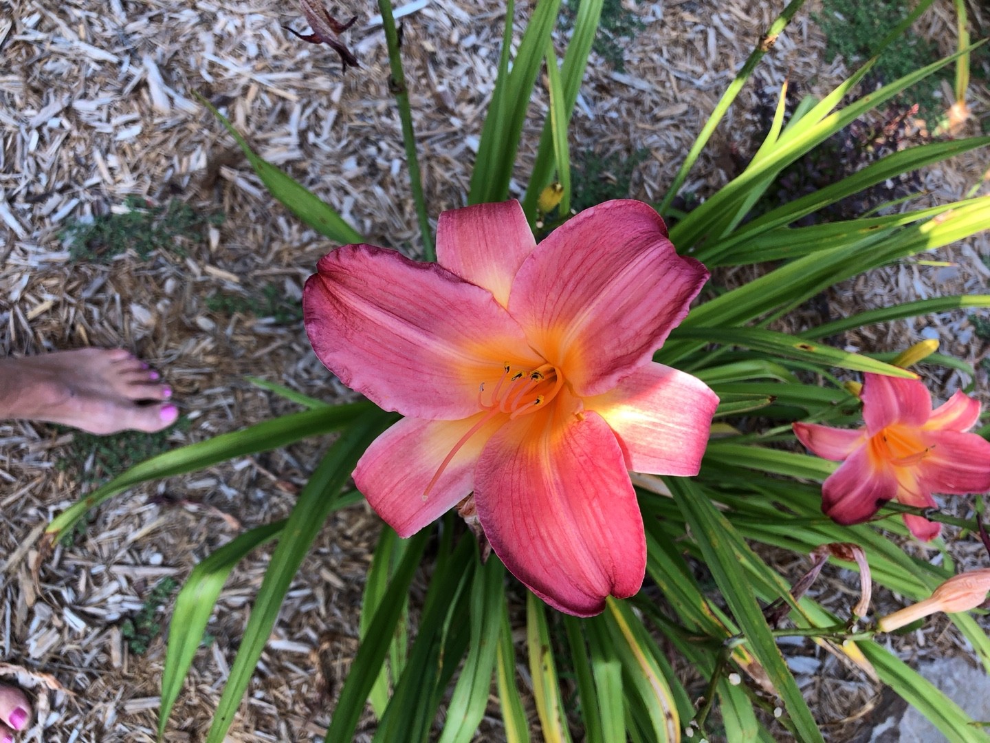 Hemerocallis 'Cherry Cheeks' - PictureThis