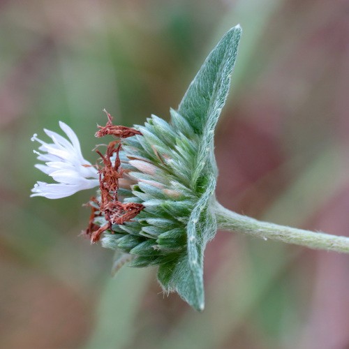 Elephantopus elatus - PictureThis