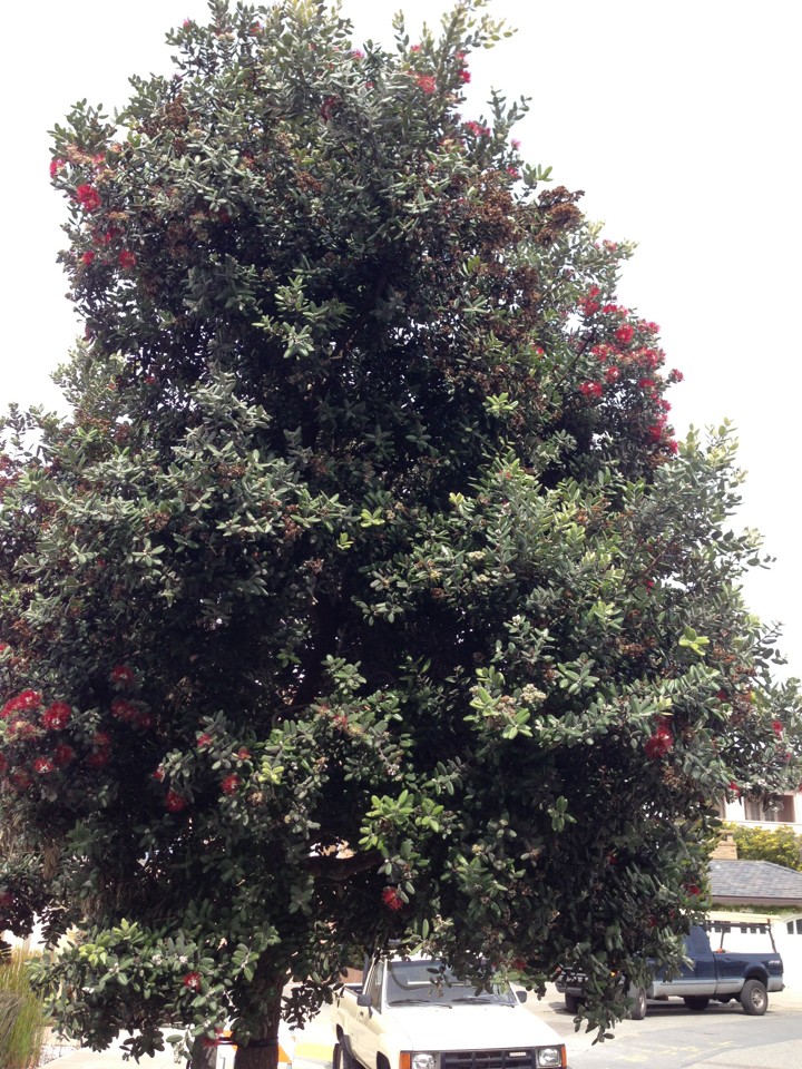 Metrosideros (Metrosideros) - PictureThis