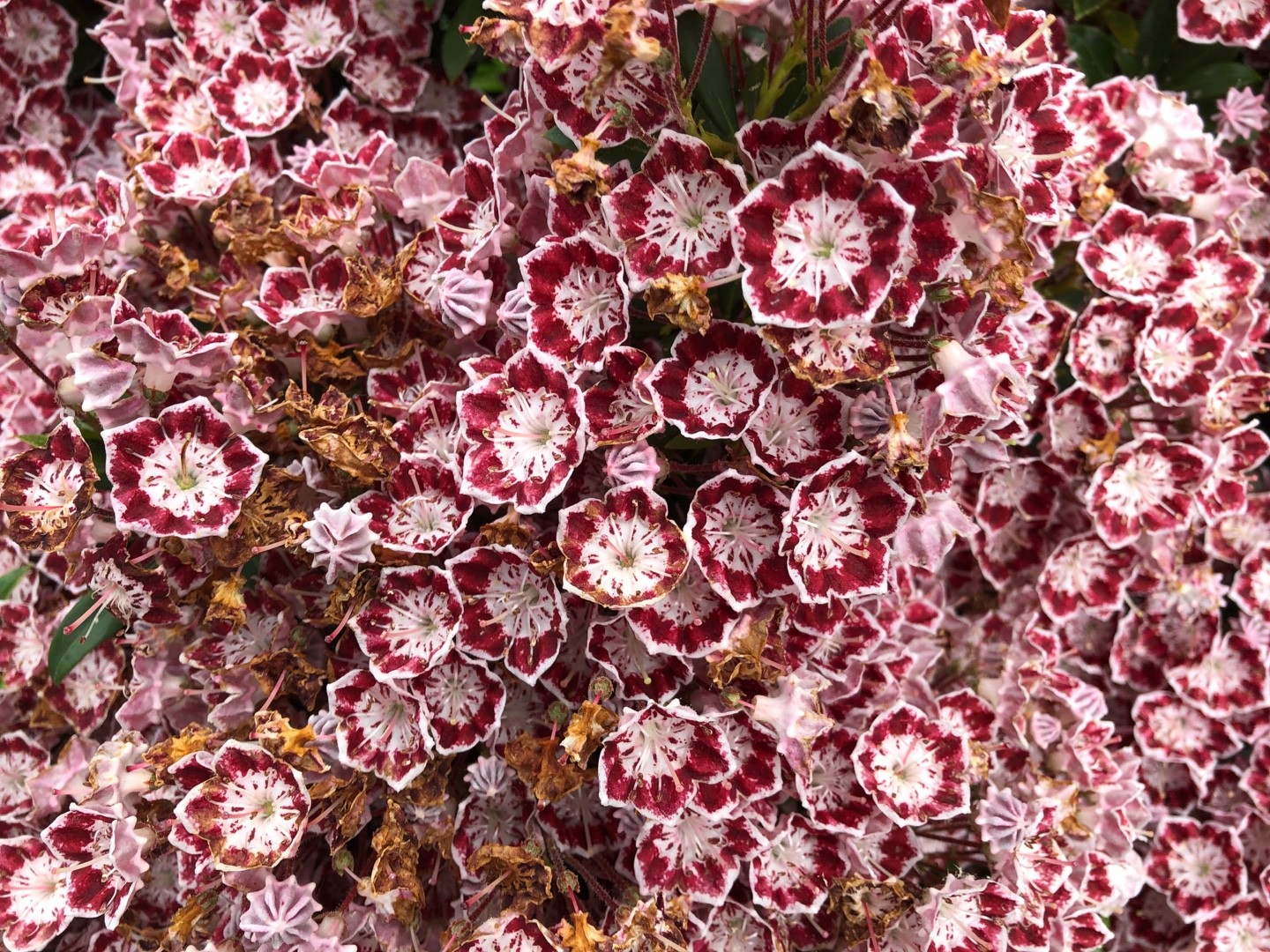 Kalmia latifolia 'Minuet' - PictureThis
