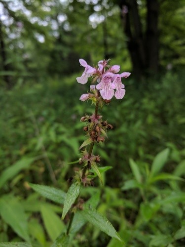 Stachys - PictureThis