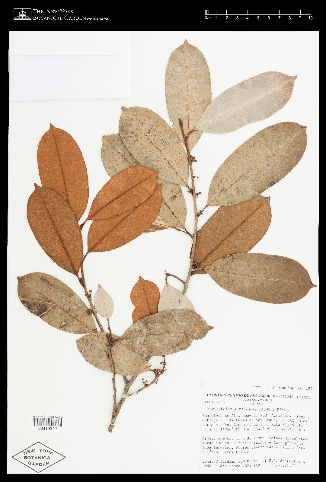 Micropholis guyanensis - PictureThis