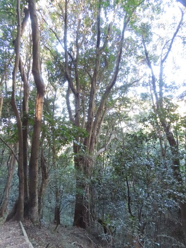 Olinia ventosa - PictureThis