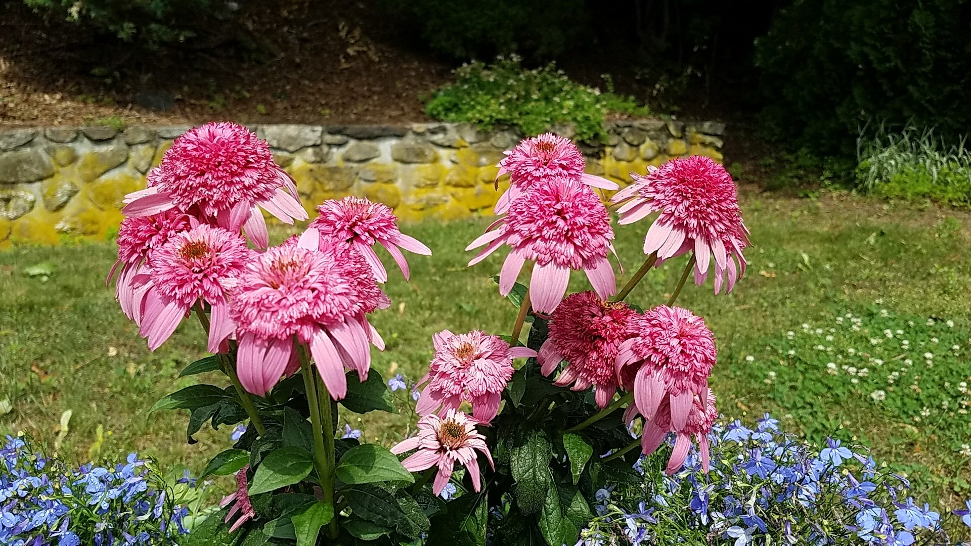 Echinacea purpurea 'Razzmatazz' - PictureThis