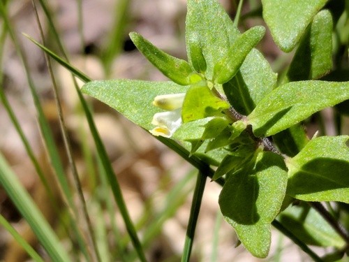 Melampyrum lineare (Melampyrum lineare) - PictureThis