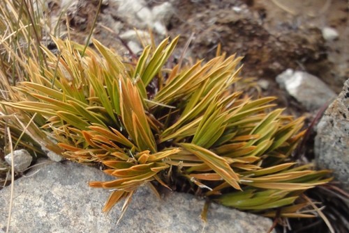 Aciphylla (Aciphylla) - PictureThis
