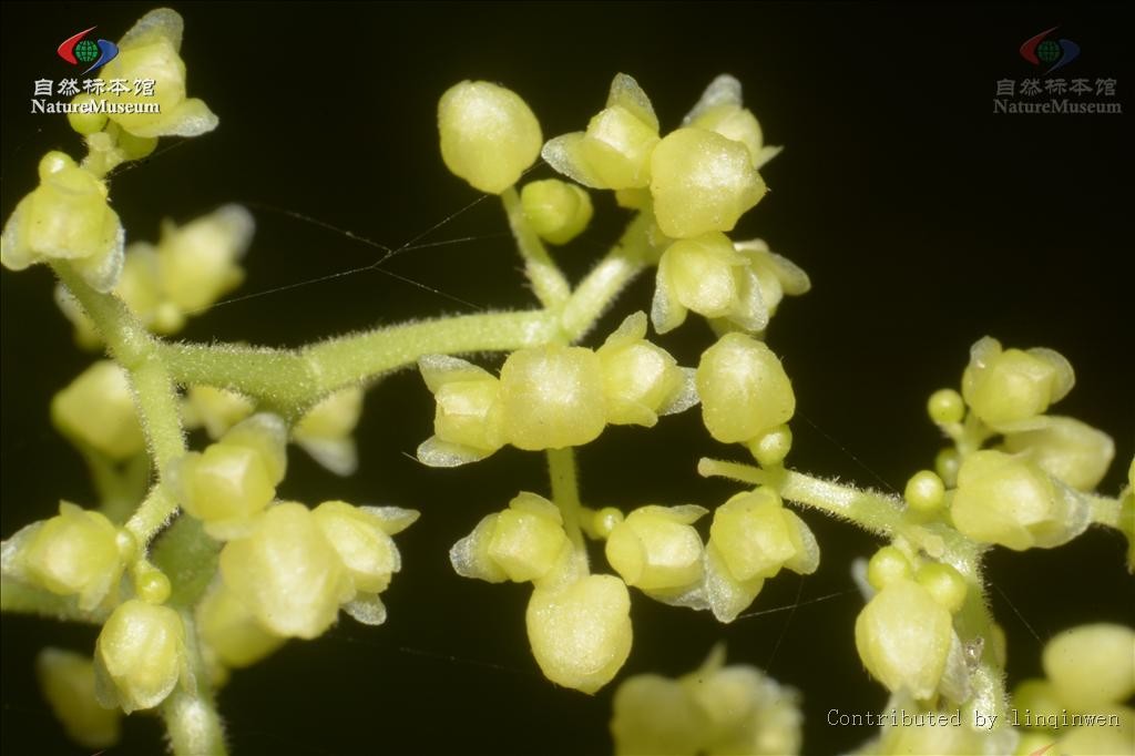 Parabaena sagittata - PictureThis