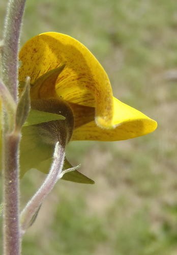 Crotalaria capensis Flower, Leaf, Uses - PictureThis