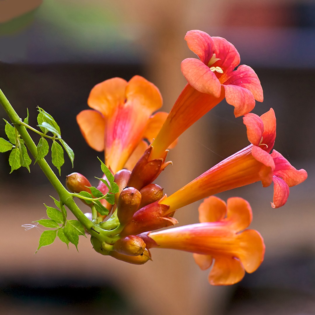 Trumpet creeper (Campsis radicans) Flower, Leaf, Uses - PictureThis