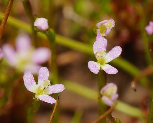 Stylidium beaugleholei - PictureThis