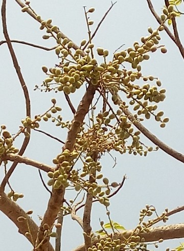 Lannea coromandelica - PictureThis