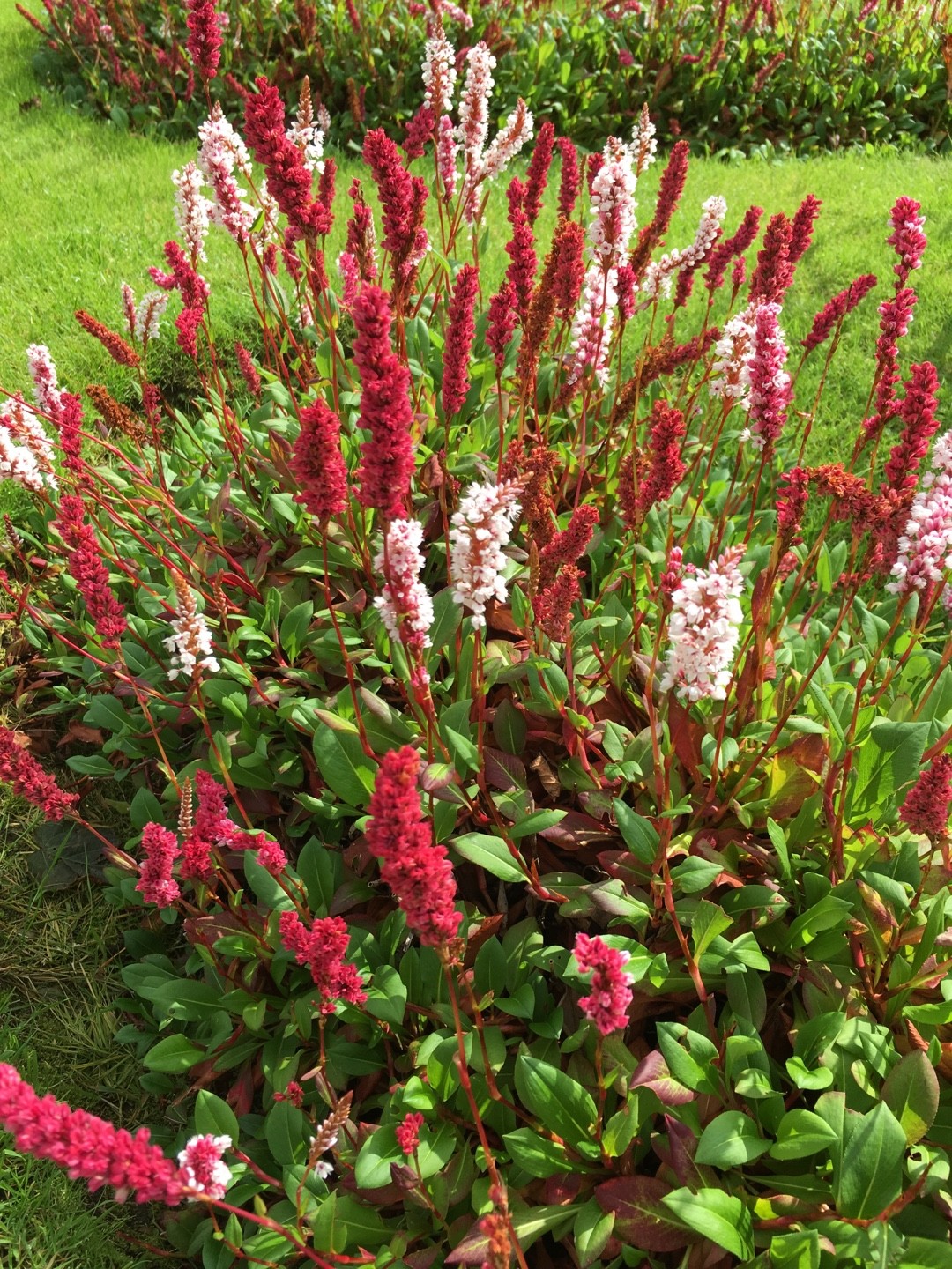 Persicaria - PictureThis