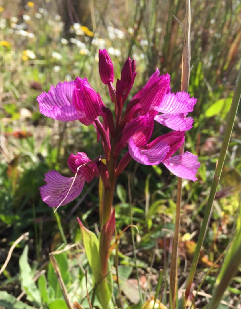 Anacamptis papilionacea (Anacamptis papilionacea) - PictureThis