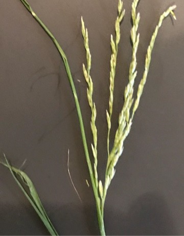 Muhlenbergia filiformis - PictureThis