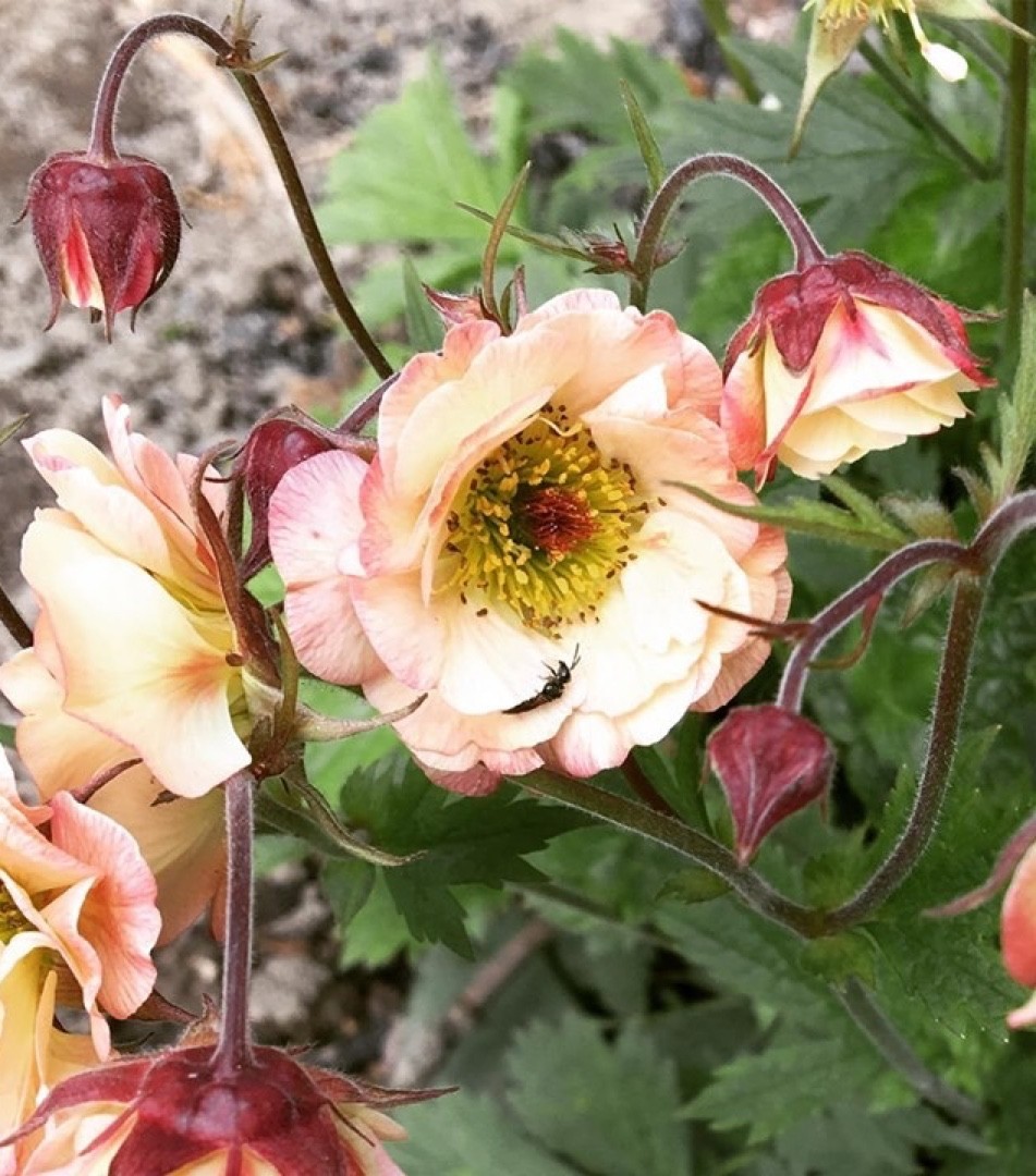 Geum 'Cosmopolitan' - PictureThis