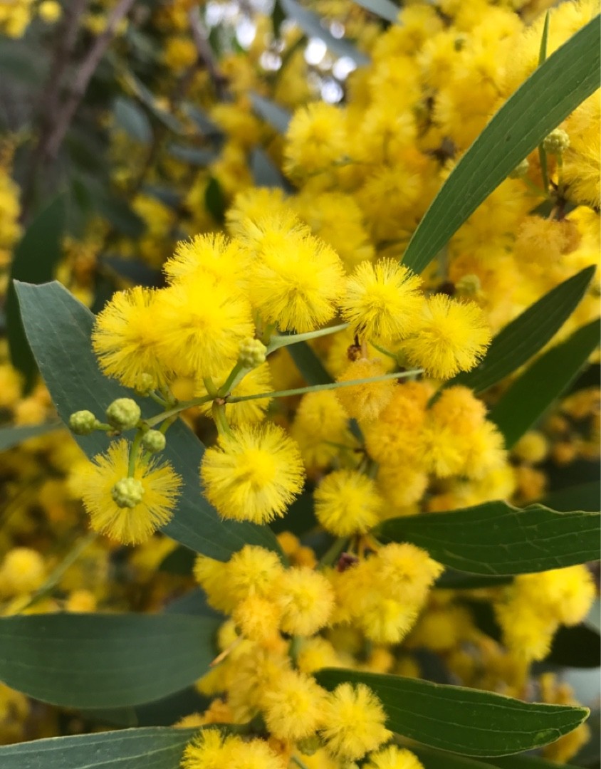 Golden wattle (Acacia pycnantha) Flower, Leaf, Care, Uses - PictureThis