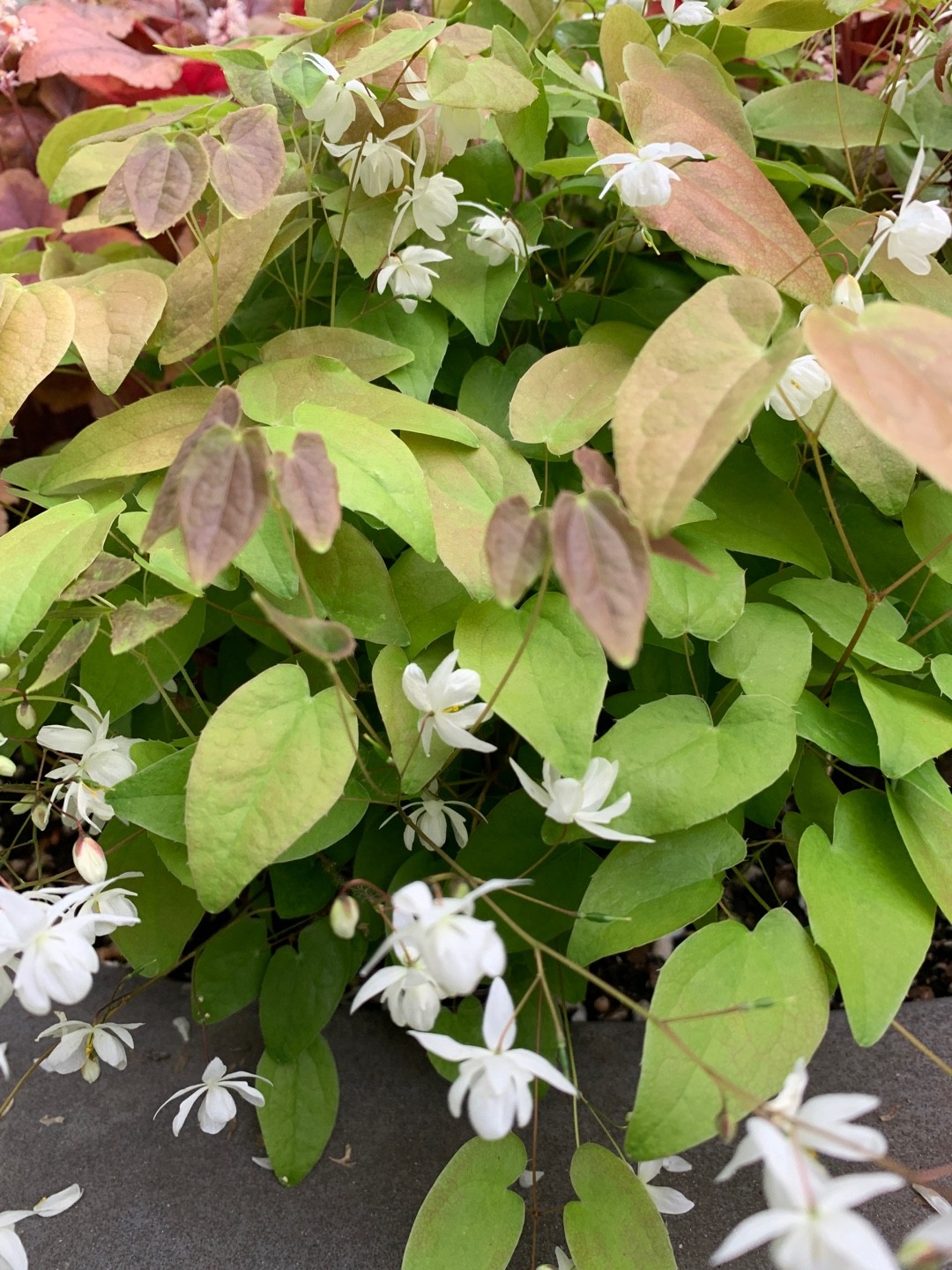 Epimedium × youngianum 'Niveum' - PictureThis
