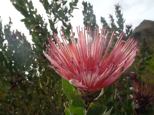 Protea aurea - PictureThis