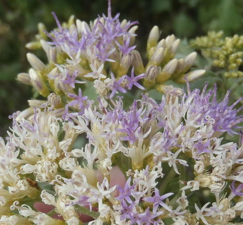 Gymnanthemum capense - PictureThis