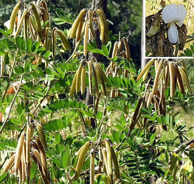 Tephrosia vogelii (Tephrosia vogelii) - PictureThis