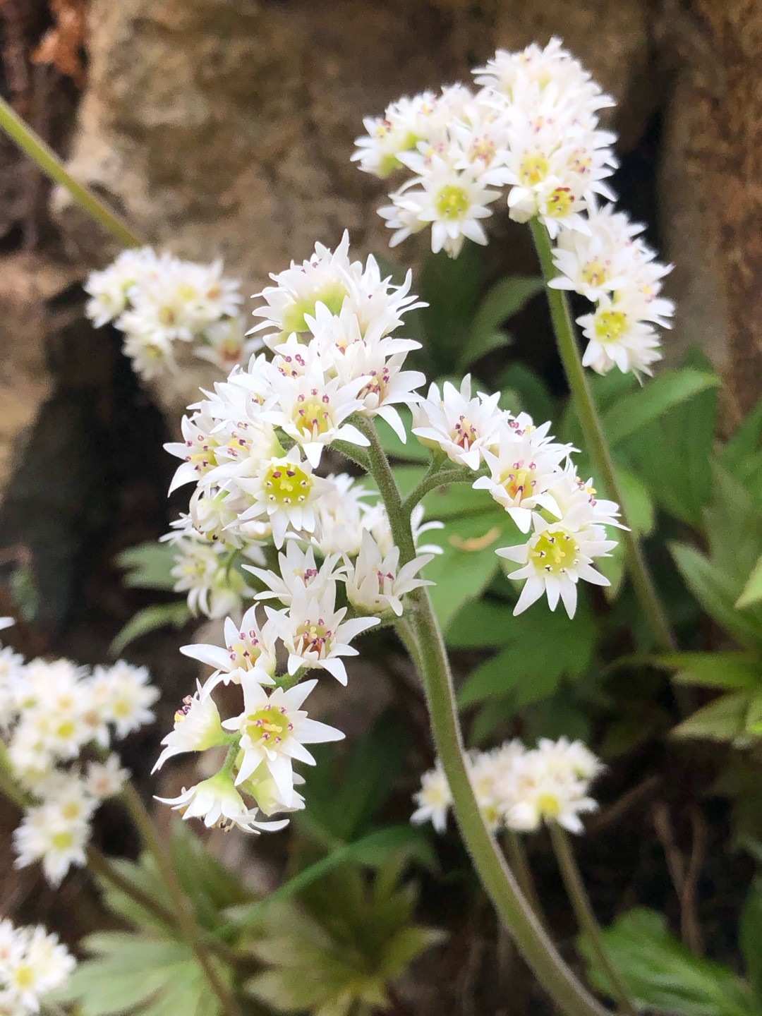 돌단풍 (Mukdenia rossii) - PictureThis