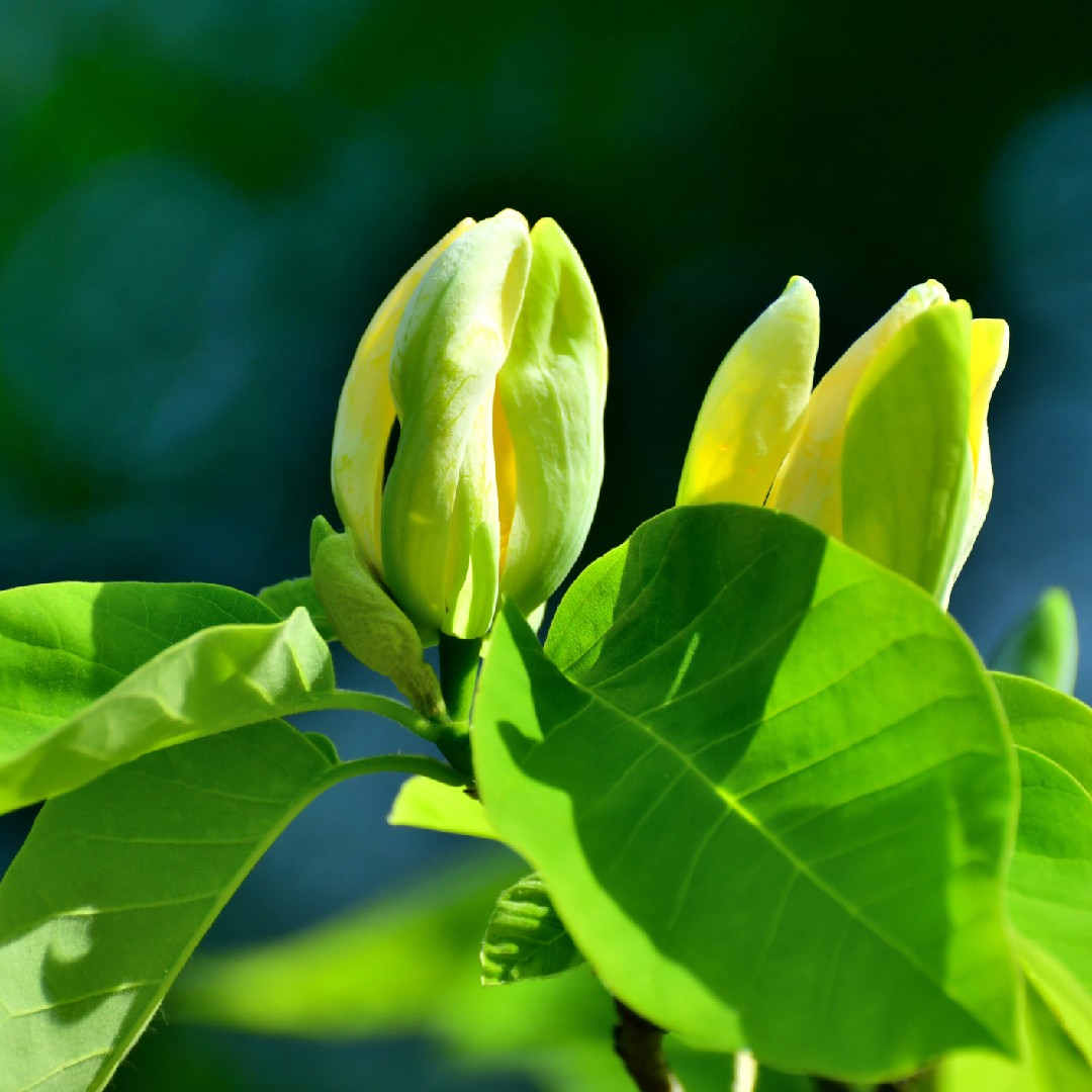 Magnolia acuminata (Magnolia acuminata) - PictureThis