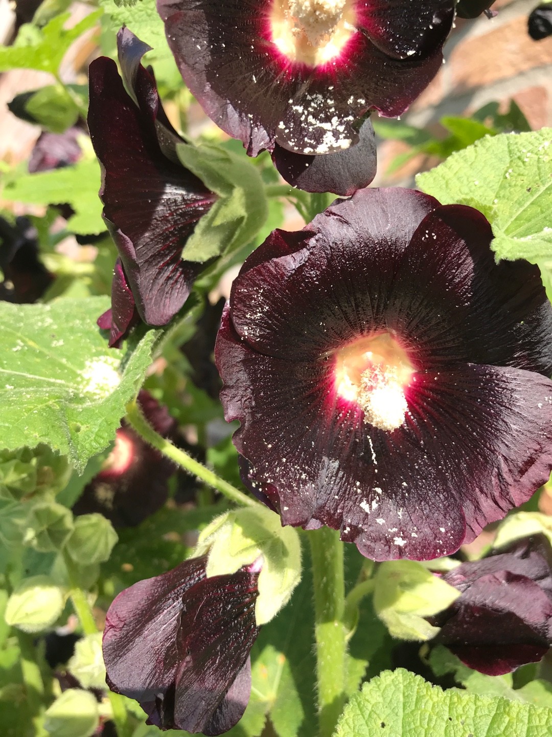 Alcea (Alcea) - Picturethis