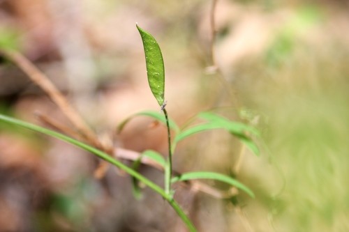 Vicia minutiflora - PictureThis