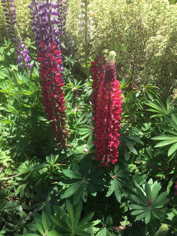 Lupinus 'The Page' Flower, Leaf, Uses - PictureThis