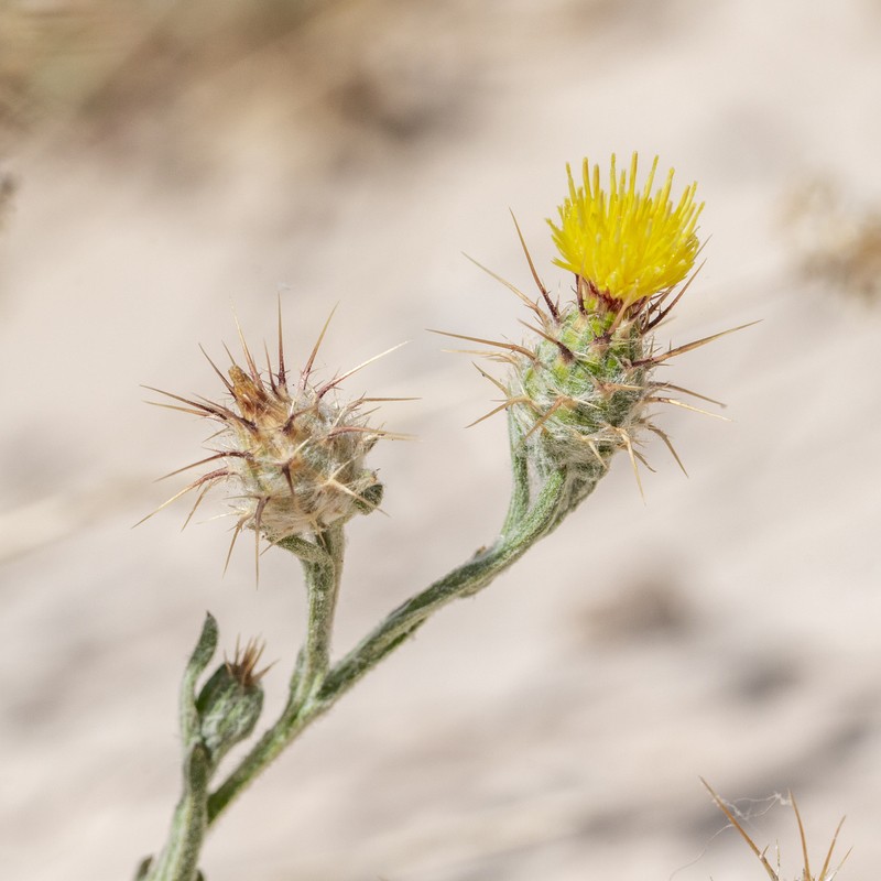 Maltese Star-Thistle (Centaurea melitensis) Flower, Leaf, Uses ...