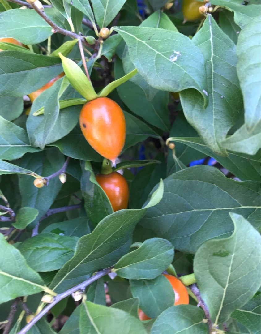 Diospyros rhombifolia - PictureThis