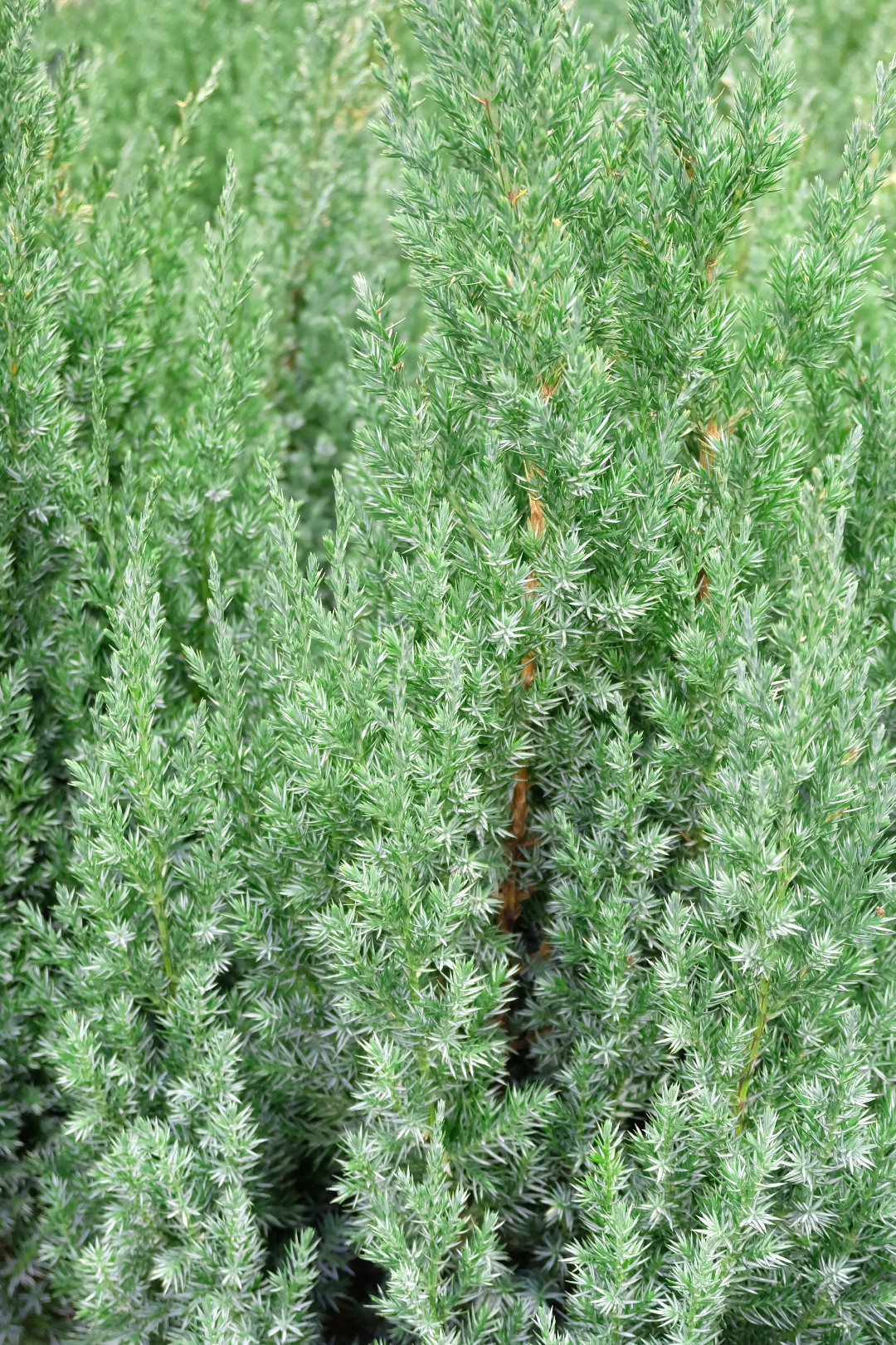 PictureThis - Juniperus chinensis 'Stricta'