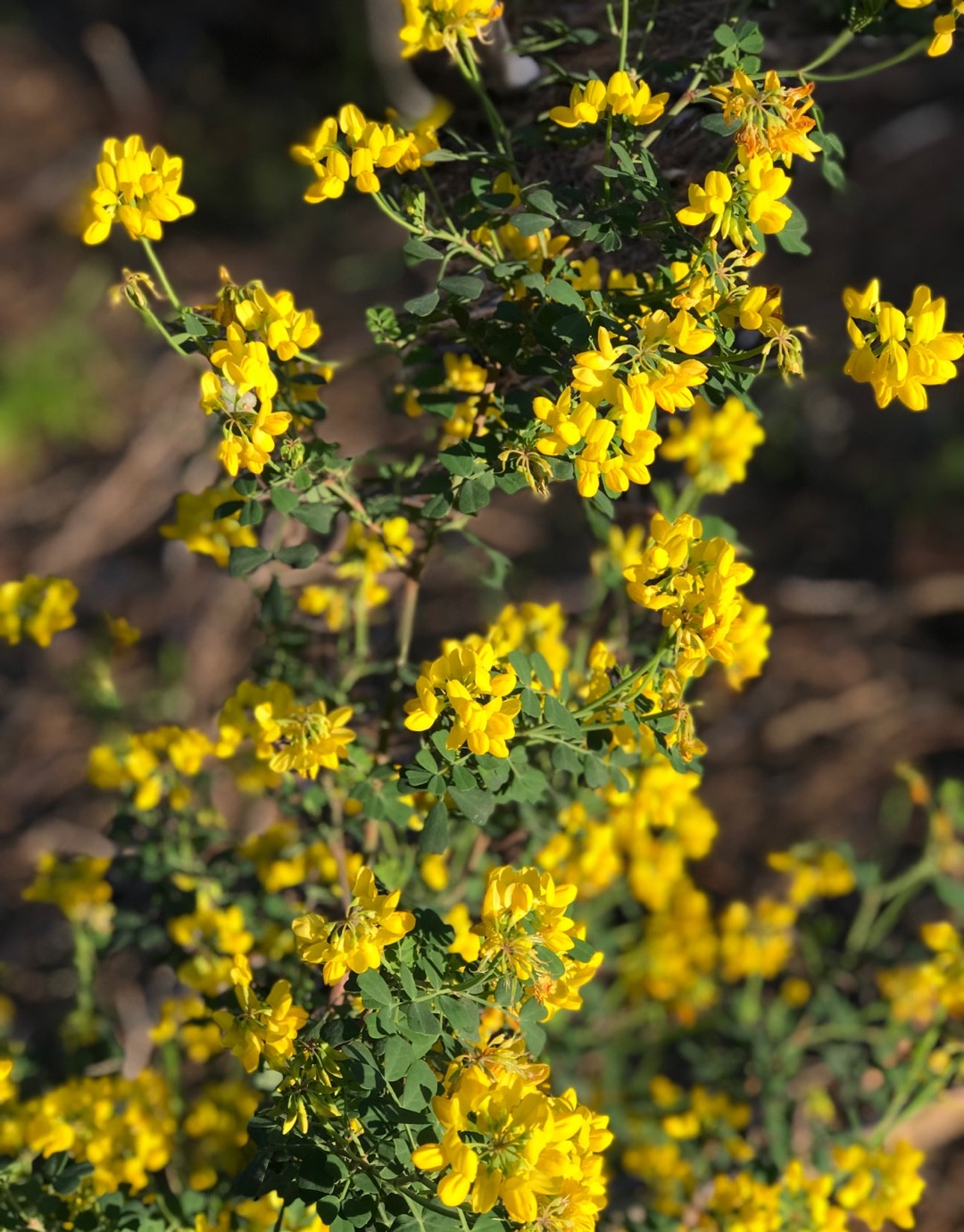 Medicago falcata 은 언제 피나요? - PictureThis