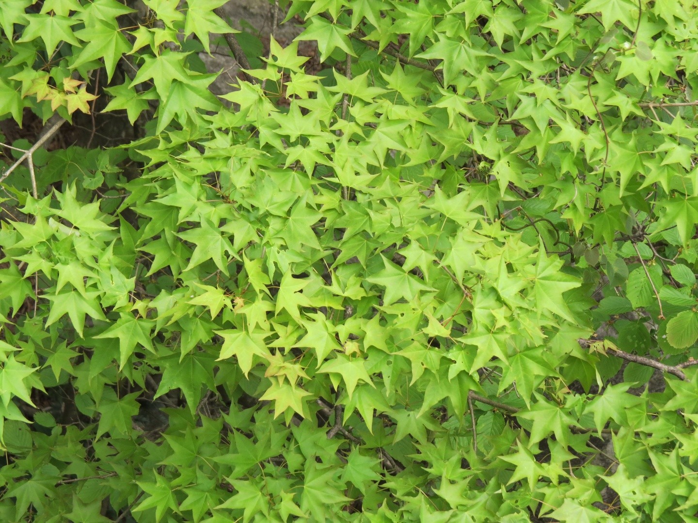 Acer pictum subsp. mono (Acer pictum subsp. mono) - PictureThis