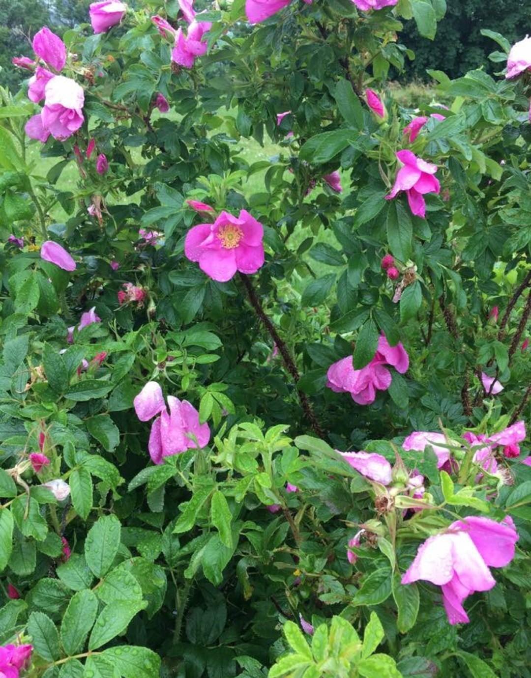 Rosa rugosa 'Scabrosa' - PictureThis