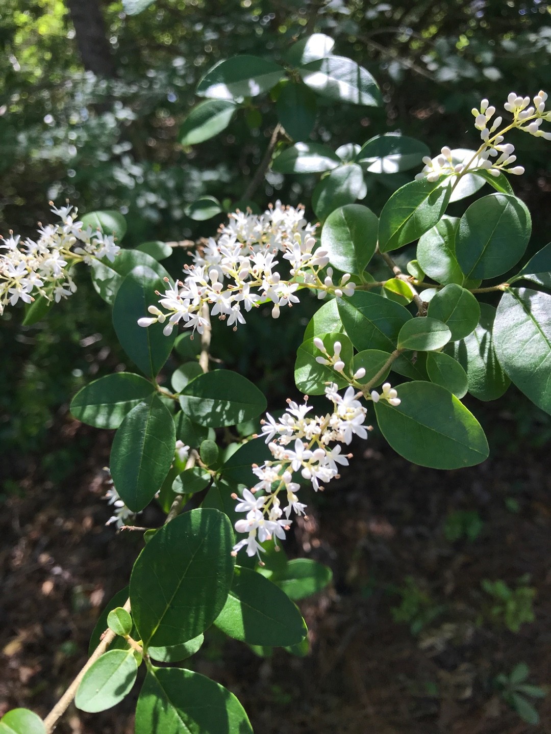 Ligustrum sinense 'Fragrant Cloud' (Ligustrum sinense 'Fragrant Cloud ...