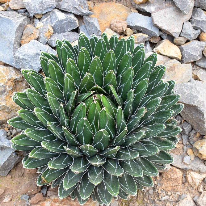 Agave victoriae-reginae - PictureThis